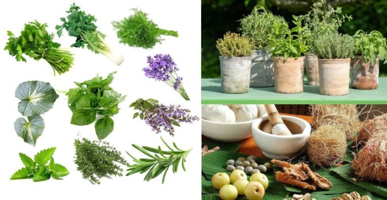 மூலிகை Mooligai மூலிகை பயன்கள்|மூலிகைகளின் பெயர்கள்|Mooligai in Tamil ...